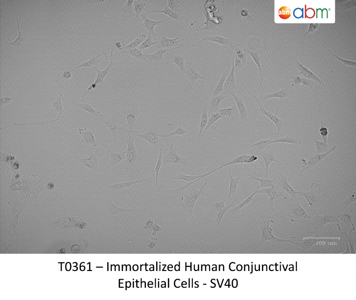 Immortalized Human Conjunctival Epithelial Cells - SV40 - 合肥星肽生物科技有限公司