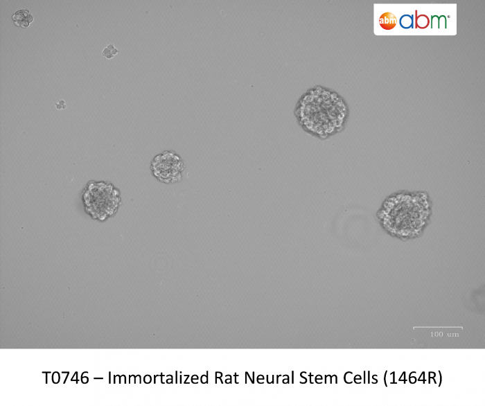 Immortalized Rat Neural Stem Cells (1464R) - 合肥星肽生物科技有限公司