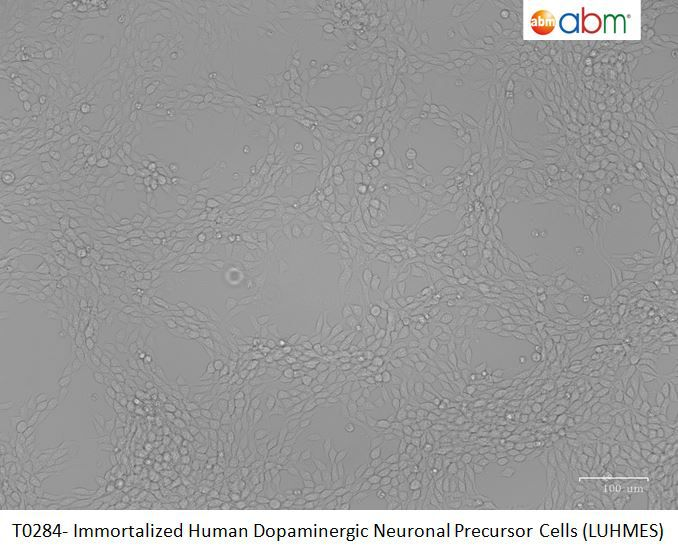 Immortalized Human Dopaminergic Neuronal Precursor Cells (LUHMES) - 合肥星 ...